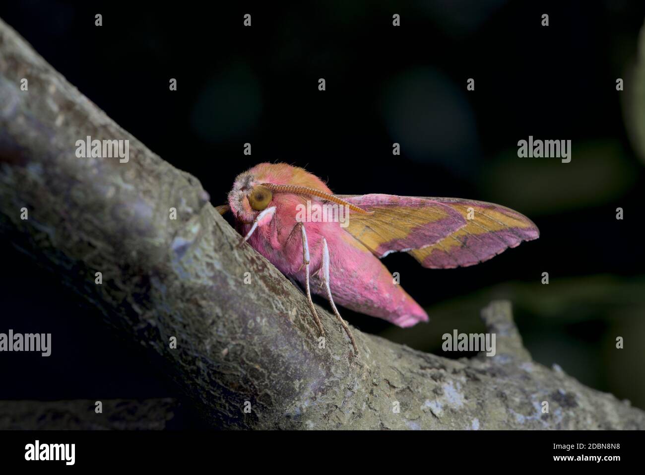 Large elephant hawk moths hi-res stock photography and images - Alamy