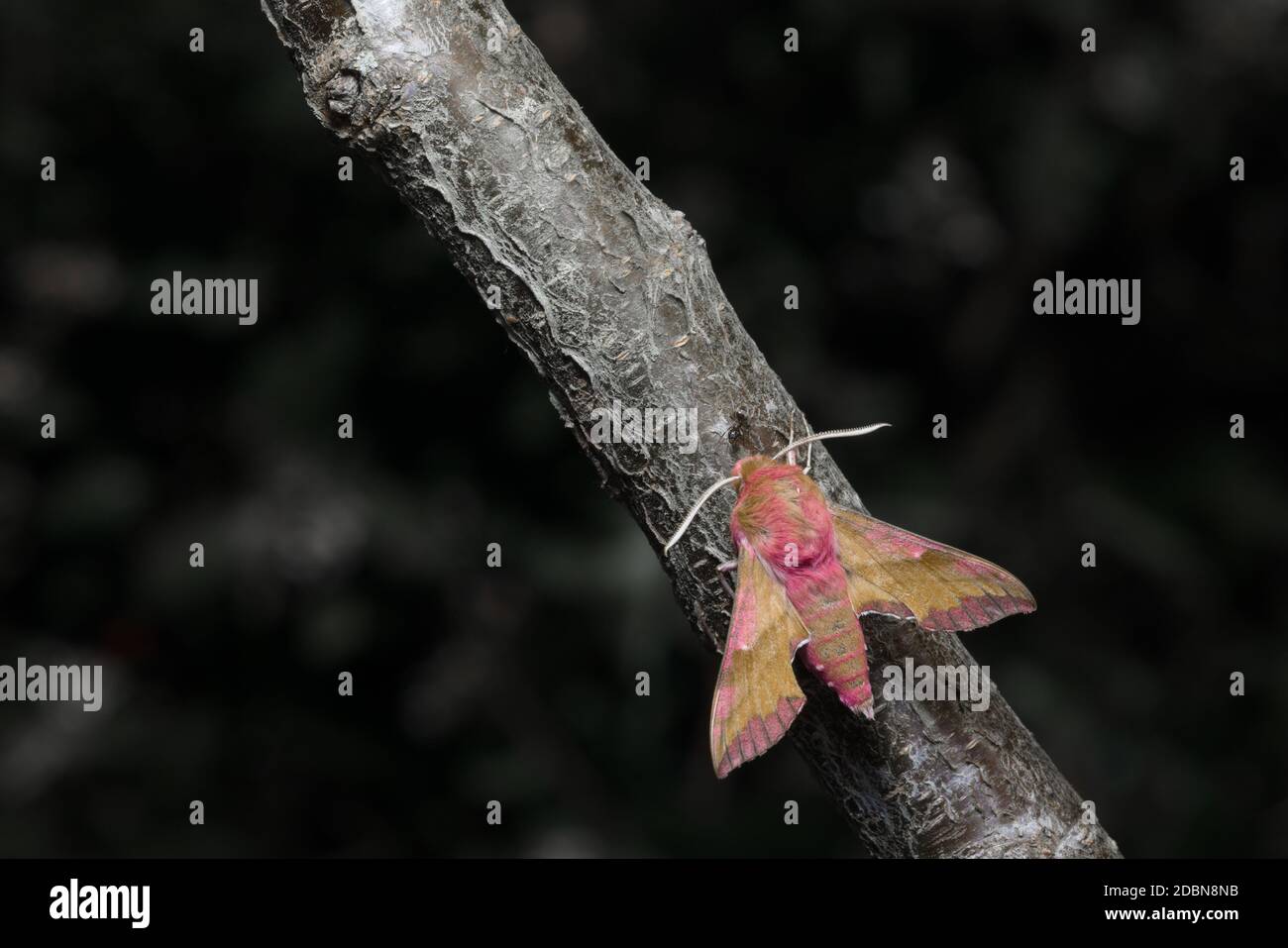 Moth encounter hi-res stock photography and images - Alamy