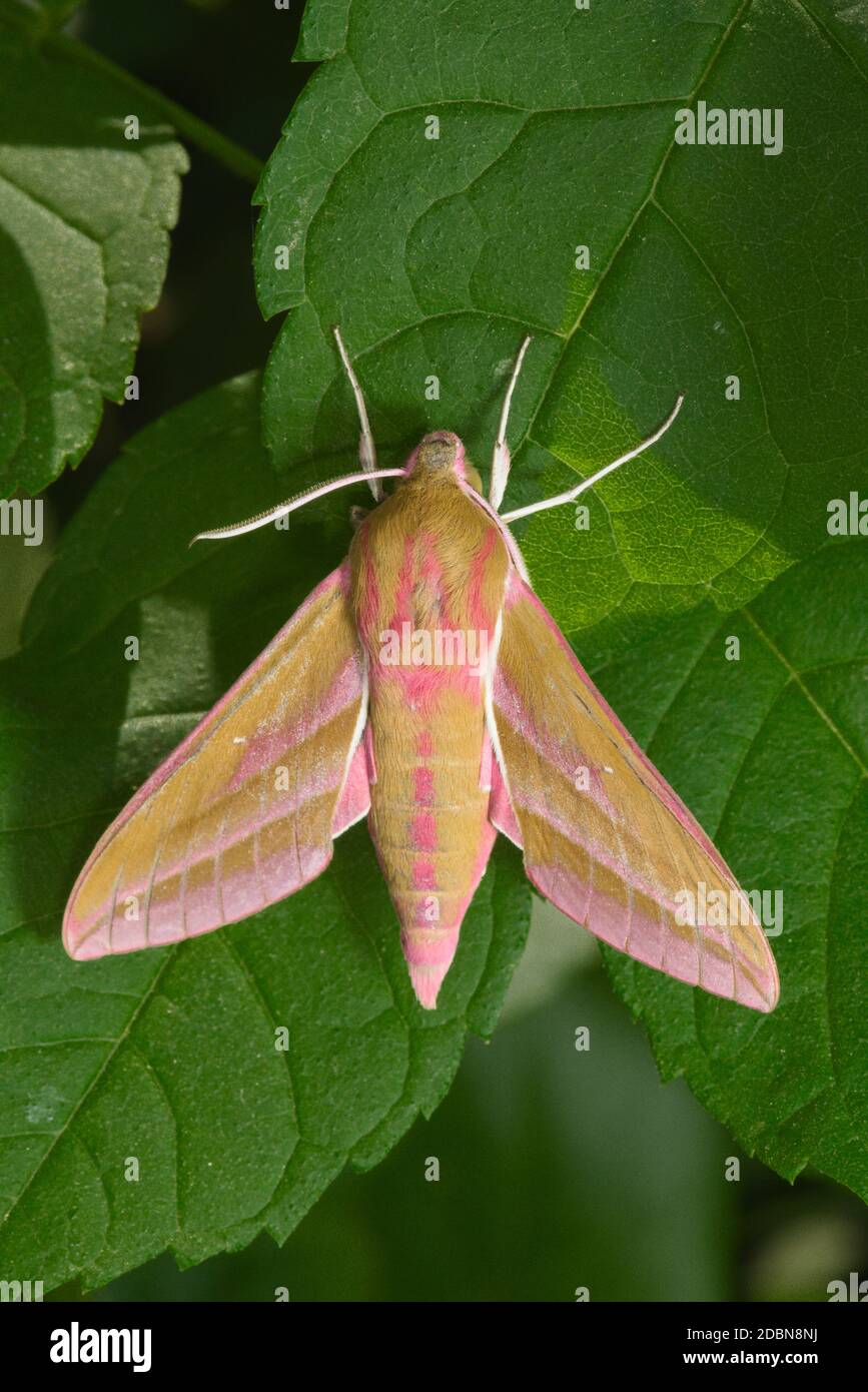 Large elephant hawk moth displays its vibrant colors at rest on some ...