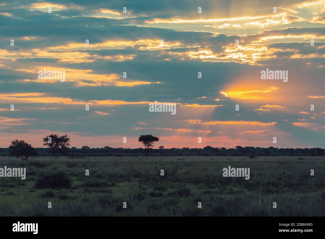 Traditional orange african sunset over plain with acacia tree, nature ...