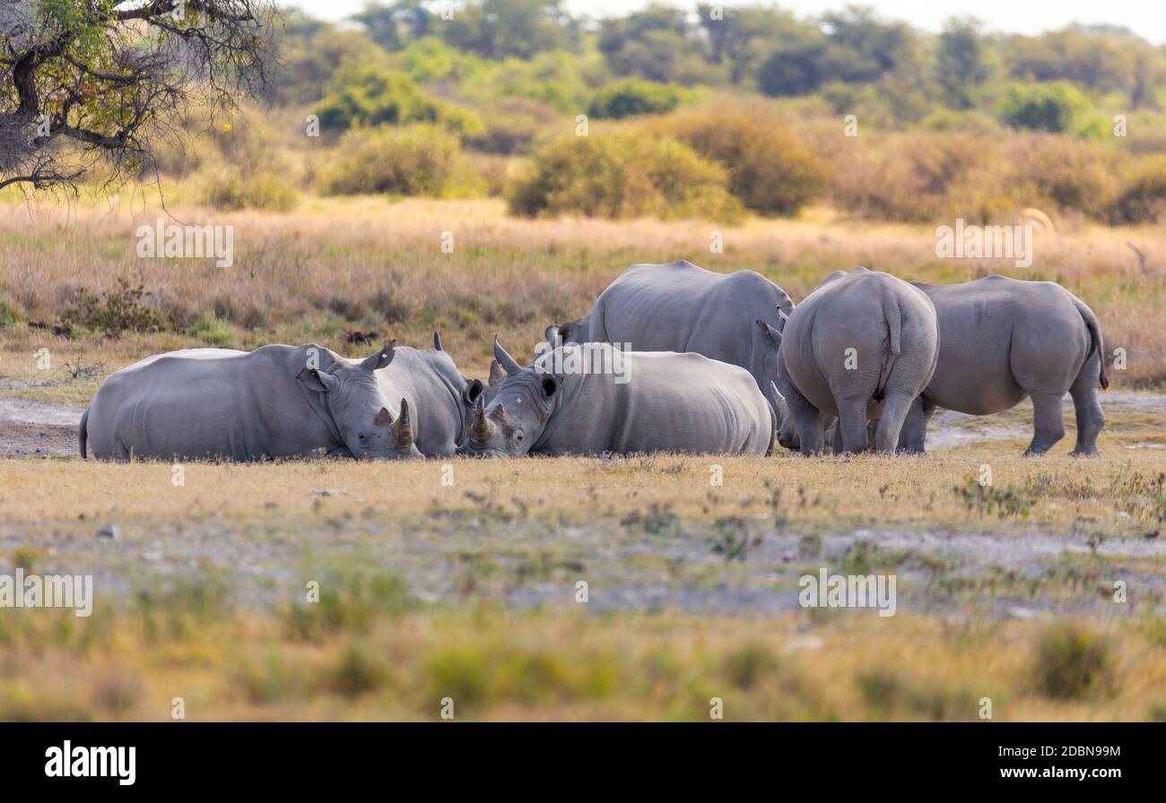 Habi hi-res stock photography and images - Alamy