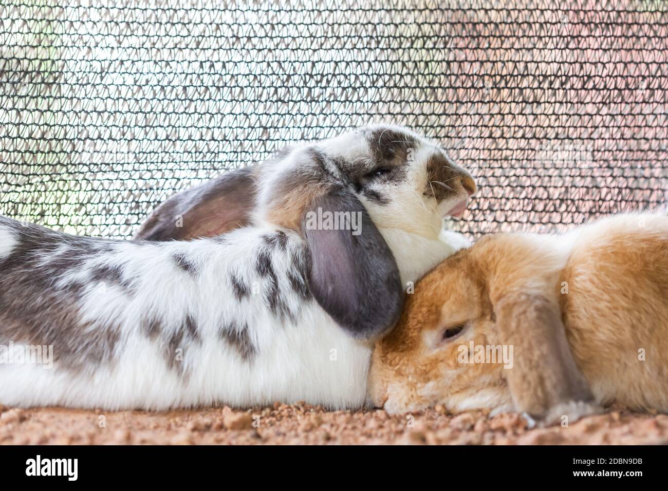 Rabbits that are white and black That is cute and bright In motion of ...