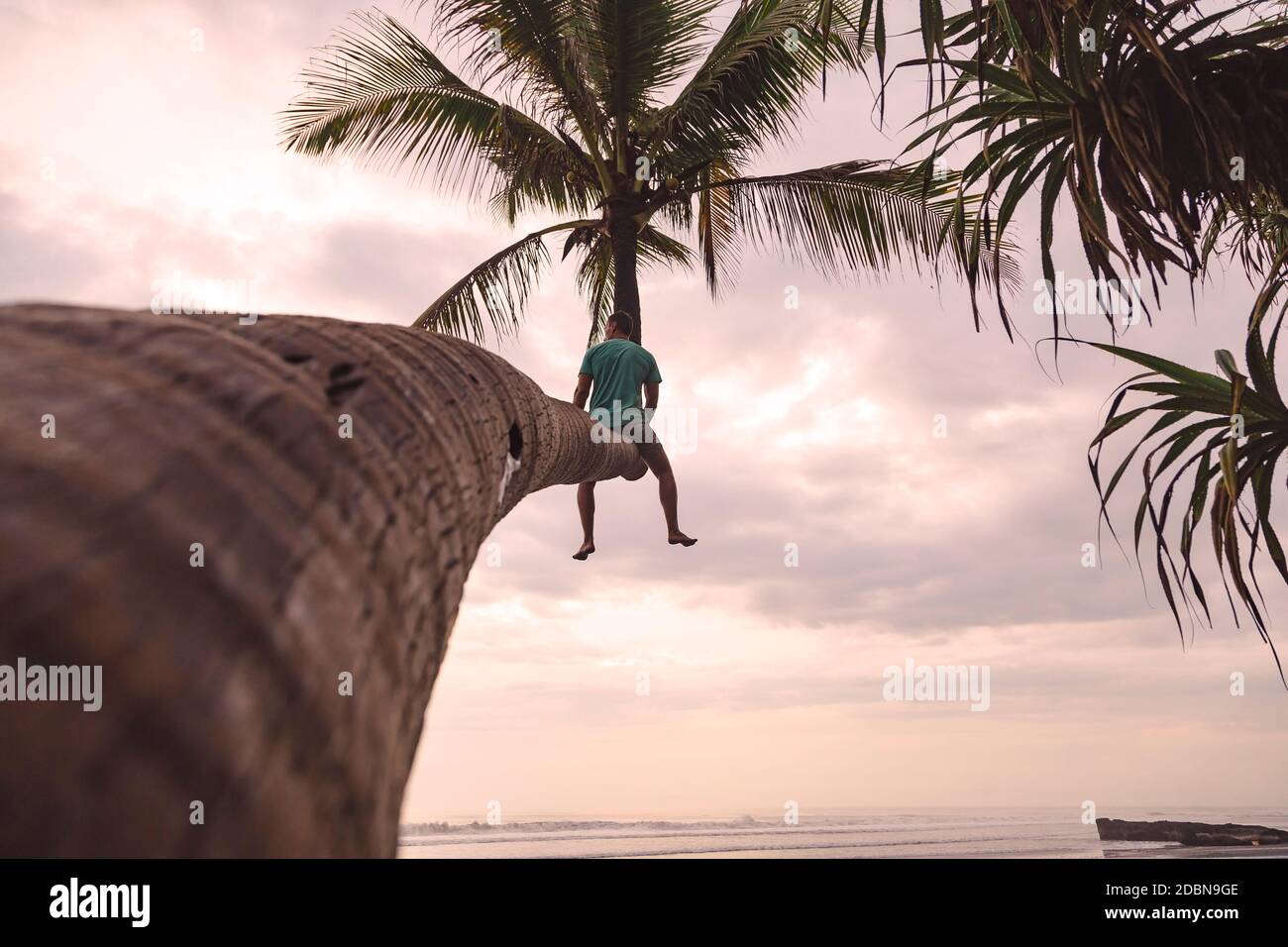 Man sitting on palm tree, Bali, Indonesia Stock Photo - Alamy