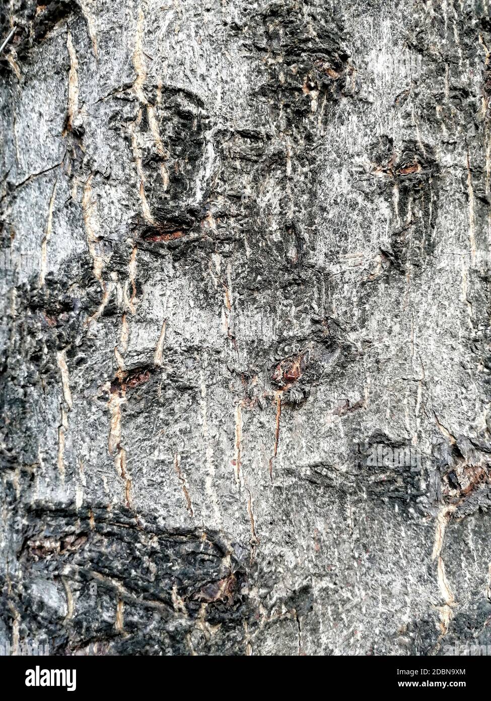 Rustic tree bark texture. Old stem of an old tree. Embossed texture of ...