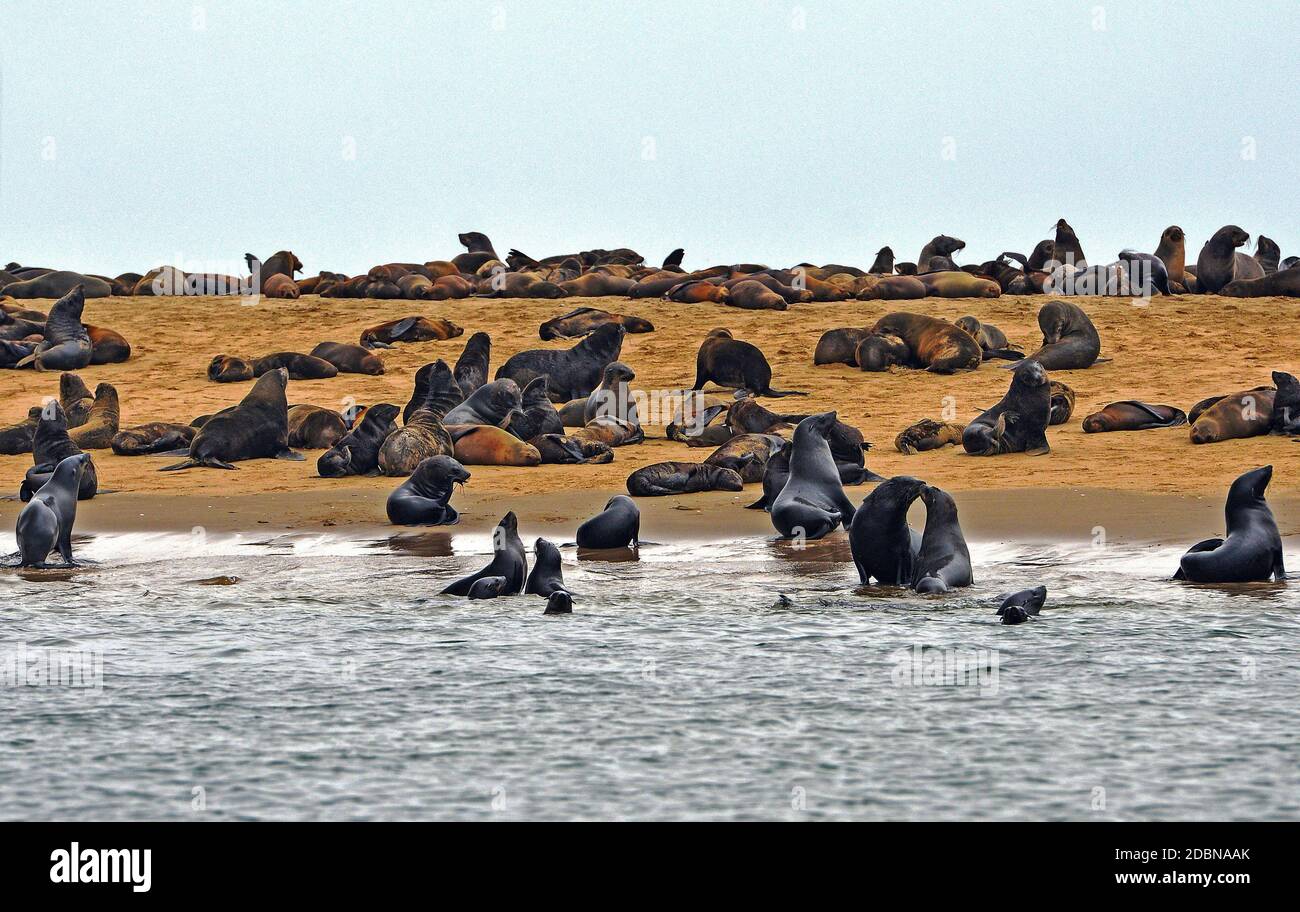Namibia walvis bay seal colony hi-res stock photography and images - Alamy
