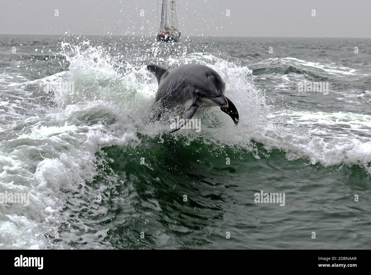 Dolphin in Walvis Bay, Namibia Stock Photo - Alamy