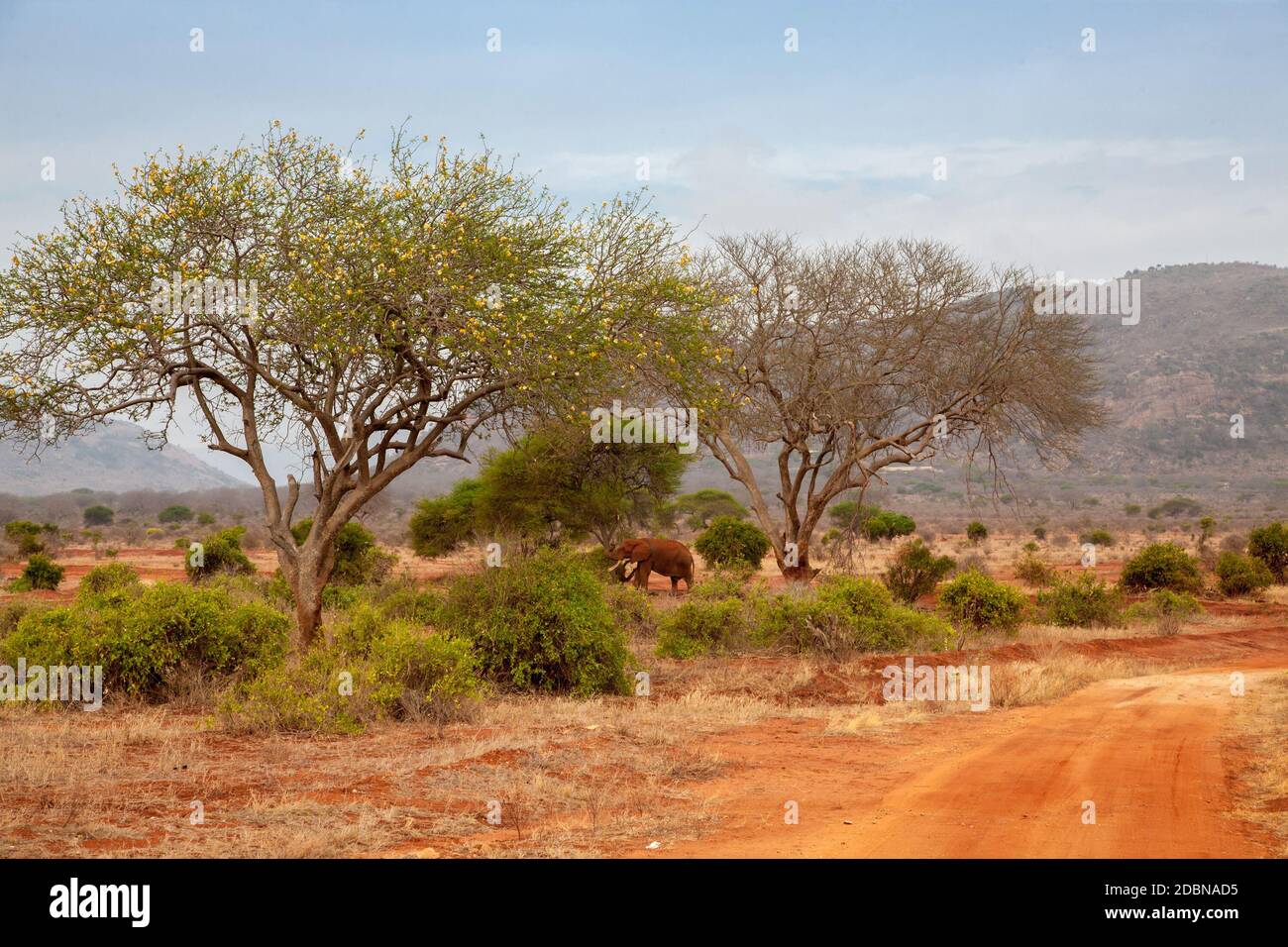 Kenya savanna red soil hi-res stock photography and images - Alamy