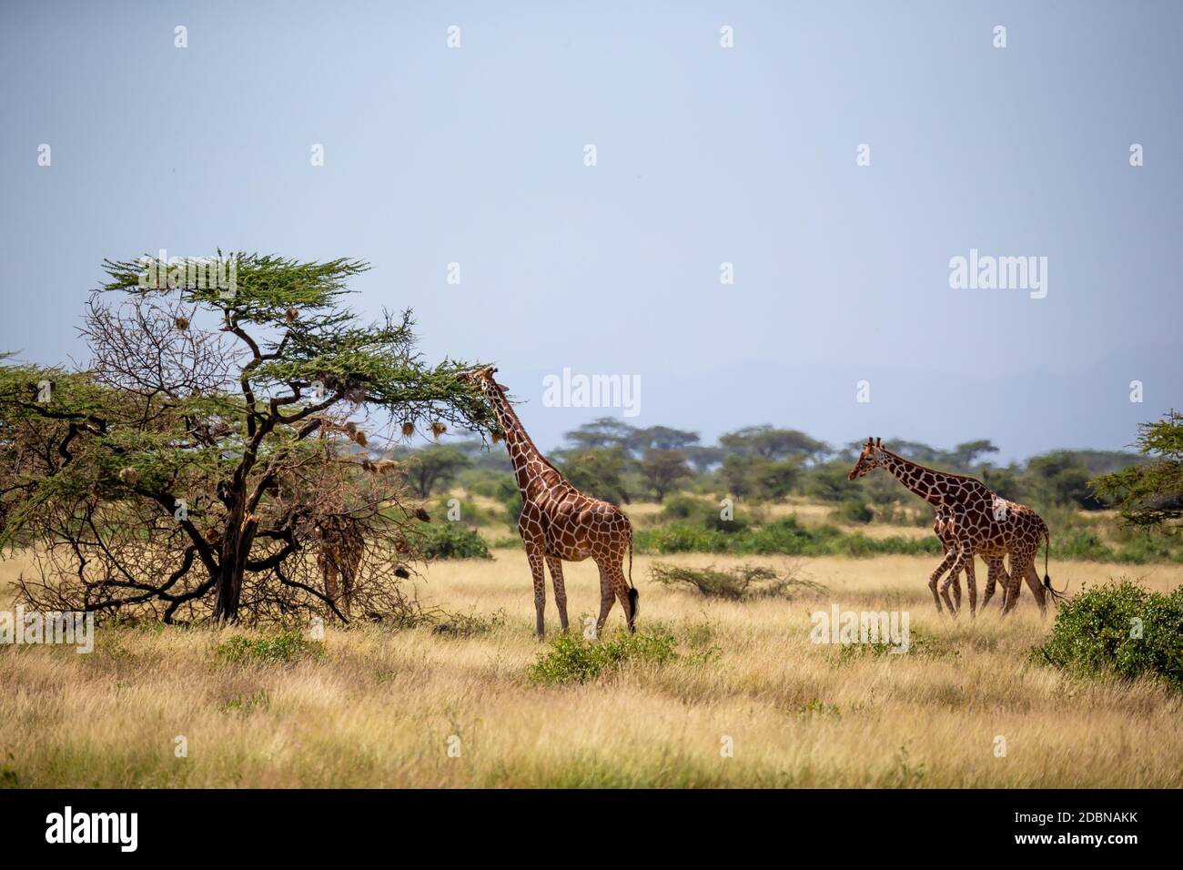 A Somalia giraffes eat the leaves of acacia trees Stock Photo - Alamy