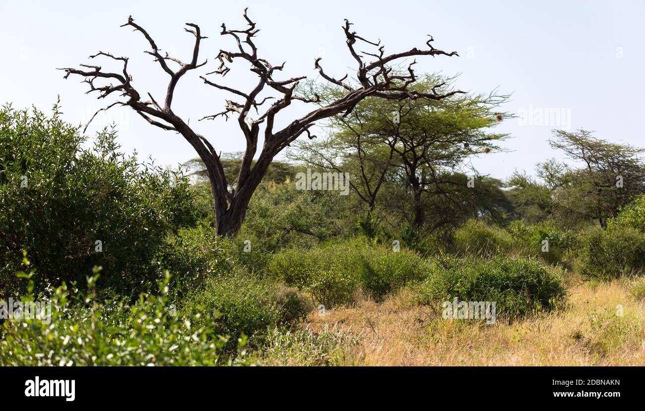 Apple tree without leaves hi-res stock photography and images - Alamy
