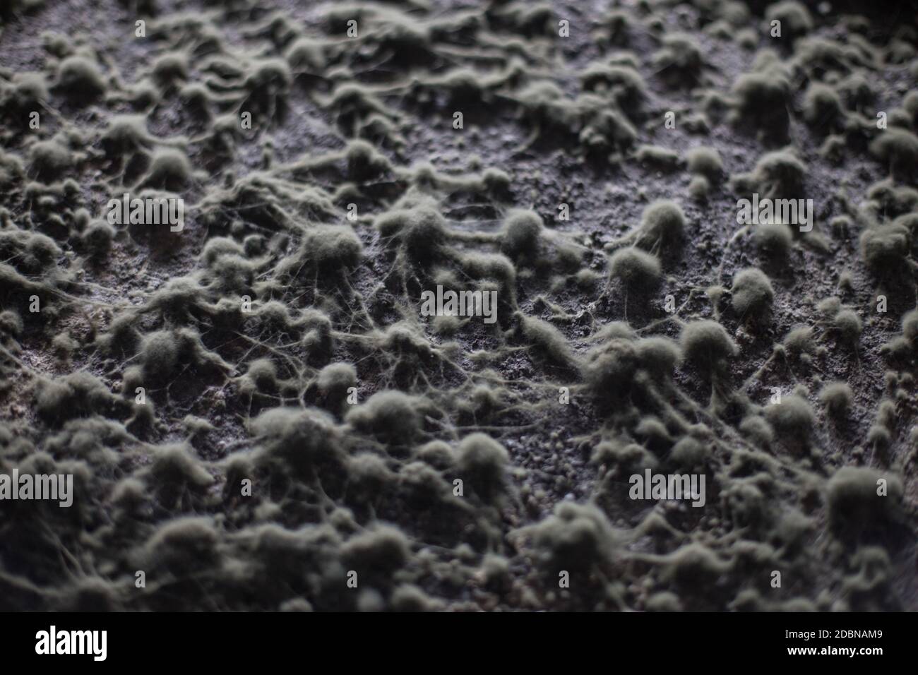 Close up shot of some fungus on a wine cellar wall Stock Photo - Alamy