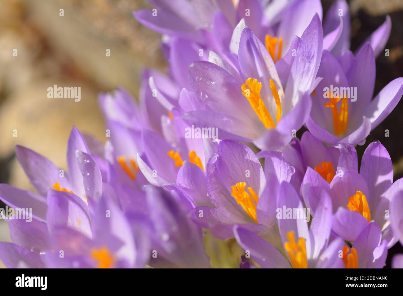 Violet wild crocus in spring between stones Stock Photo - Alamy