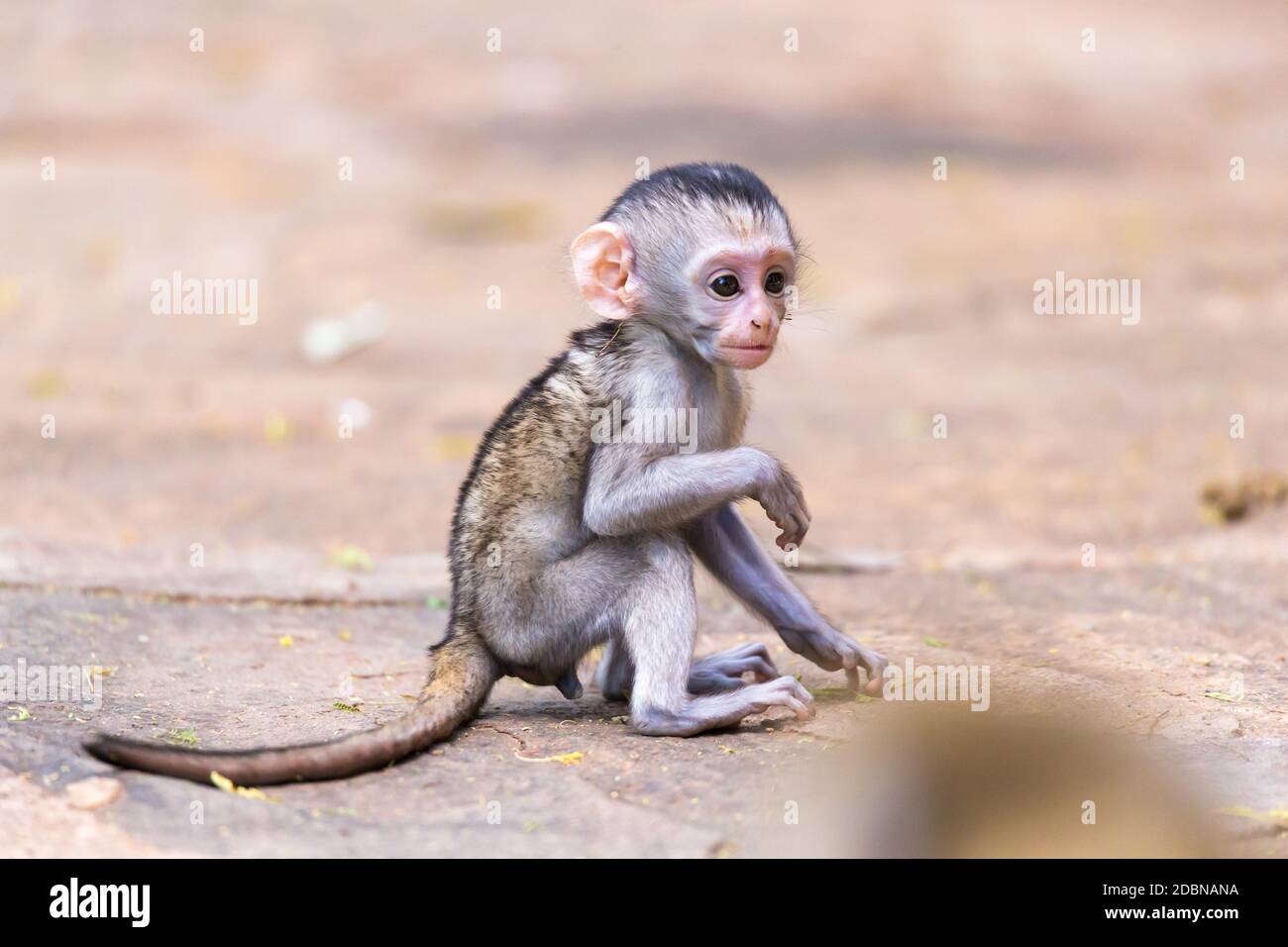 One little funny monkey is playing on the floor or on the tree Stock ...
