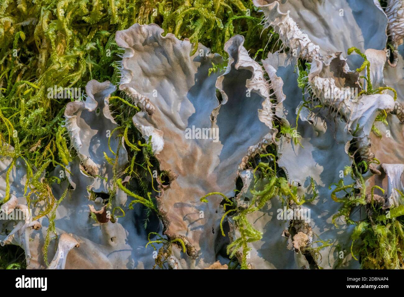 closeup shot of a lichen species named Peltigera praetextata Stock ...