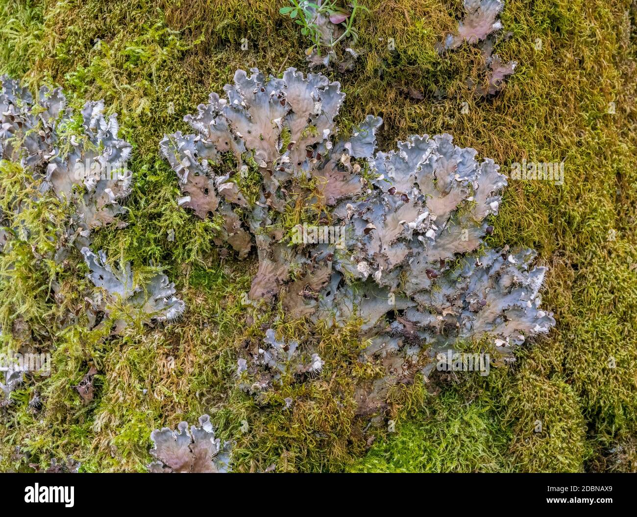 closeup shot of a lichen species named Peltigera praetextata Stock ...