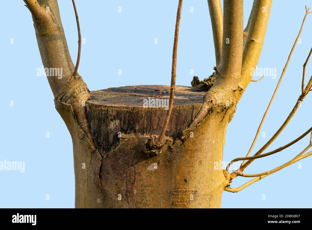cutted tree trunk detail including some new growing boughs and stipes ...