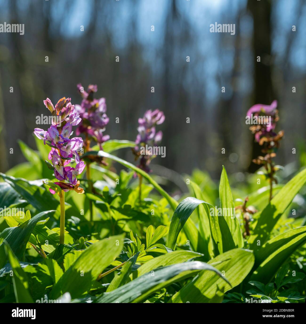 sunny illuminated Corydalis cava flowers at spring time Stock Photo - Alamy