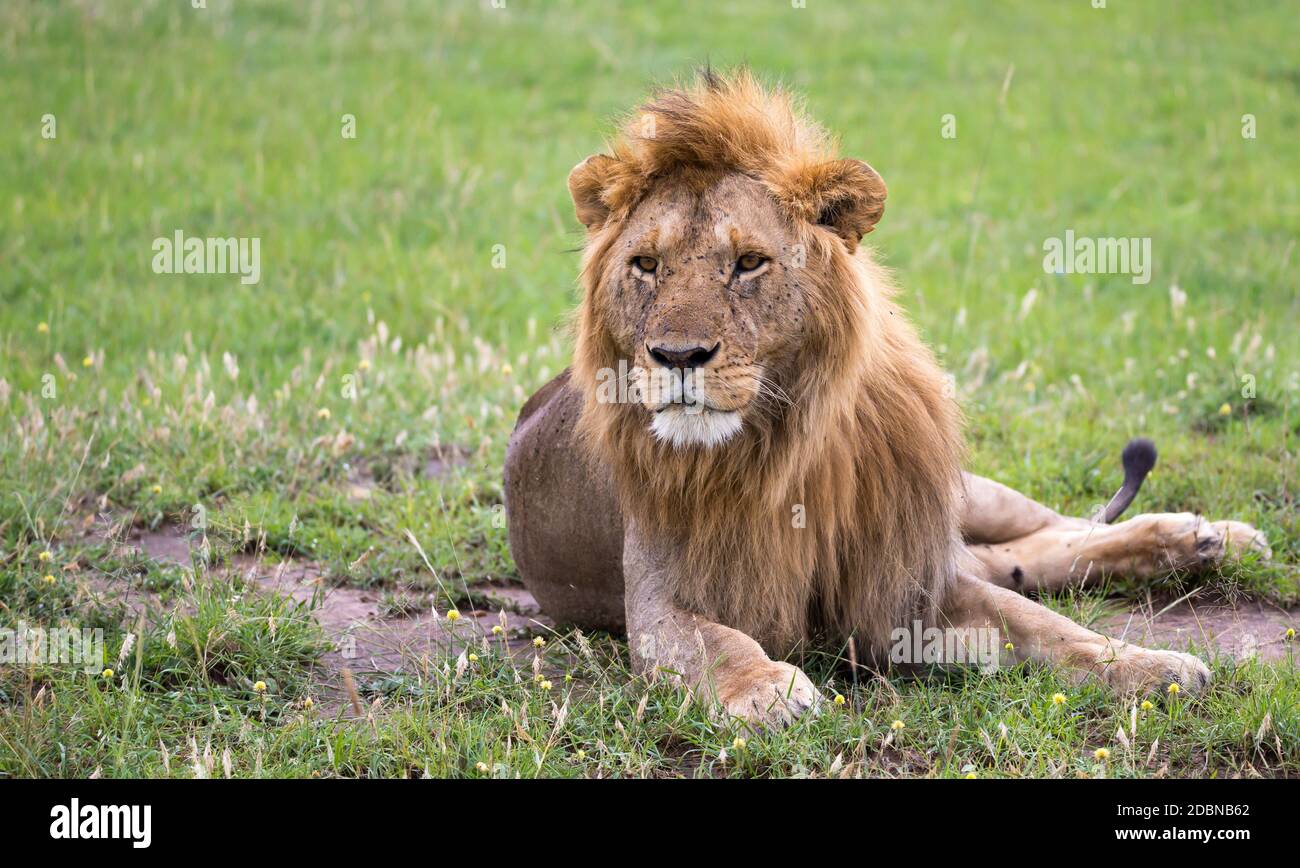 Big beautiful lion lies hi-res stock photography and images - Alamy