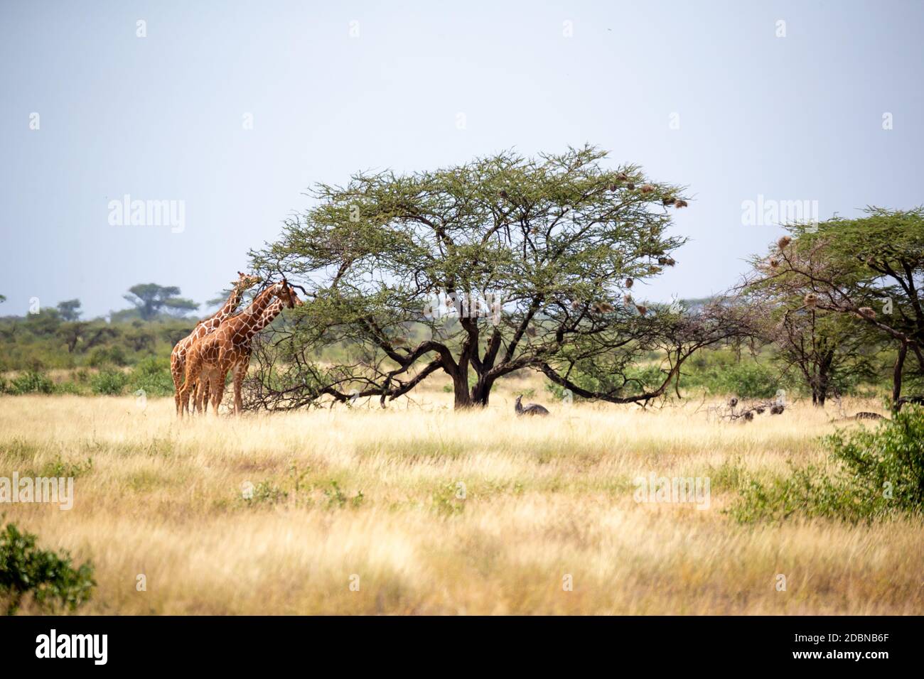 A Somalia giraffes eat the leaves of acacia trees Stock Photo - Alamy