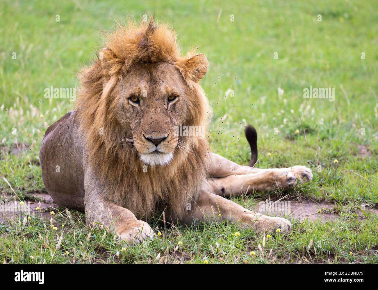Big beautiful lion lies hi-res stock photography and images - Alamy