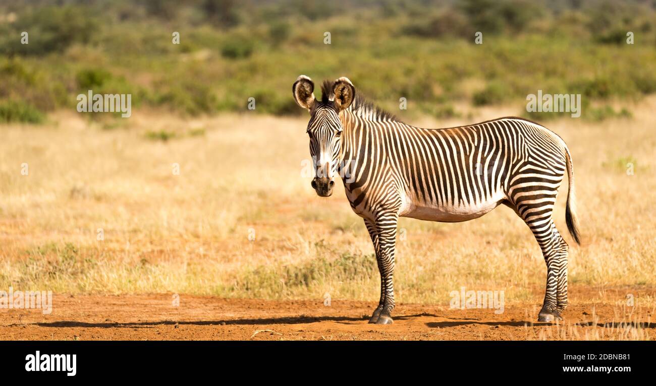 The Grevy Zebra is grazing in the countryside of Samburu in Kenya Stock ...