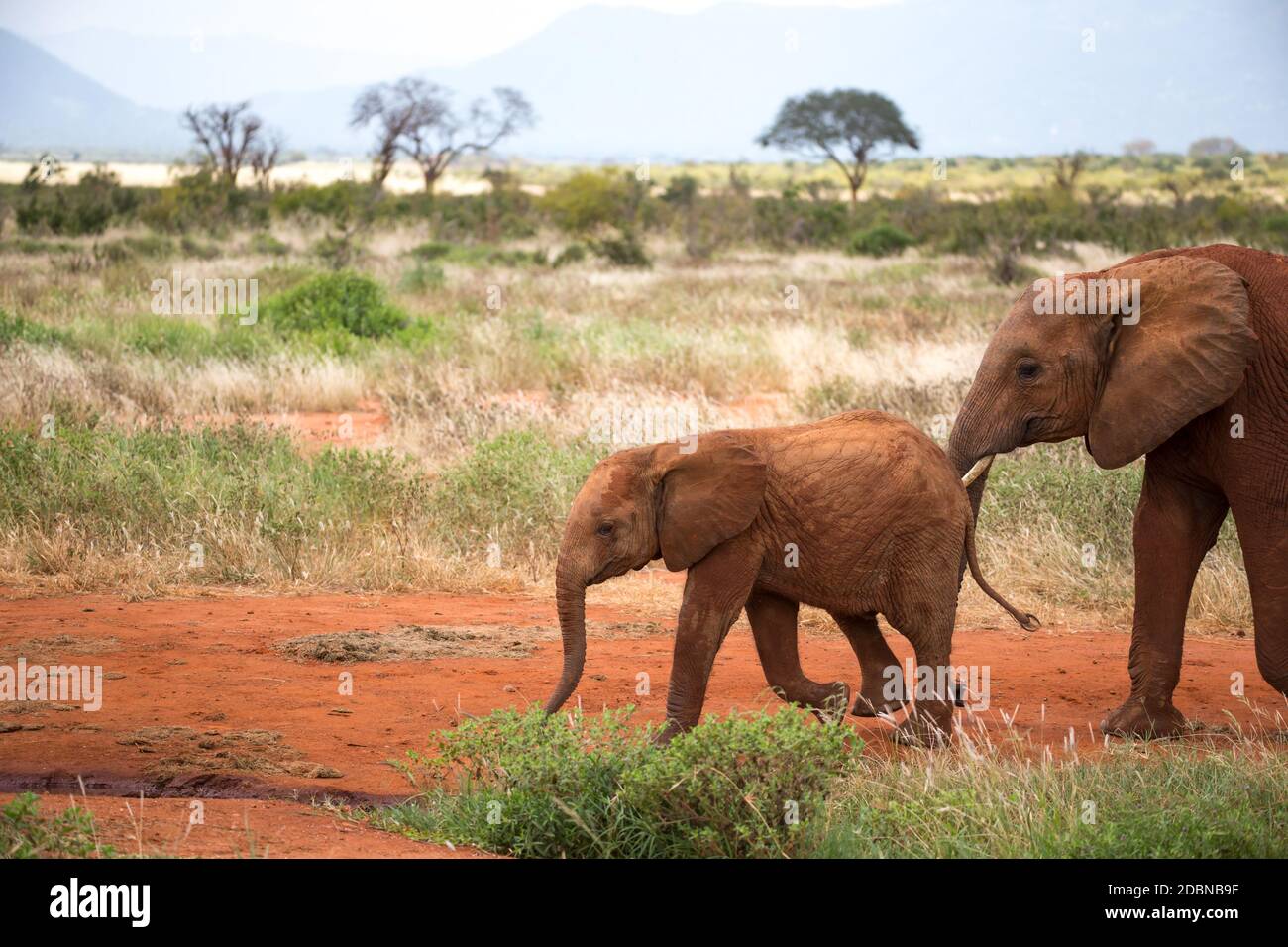 The family of red elephants on their trek through the savanna Stock ...