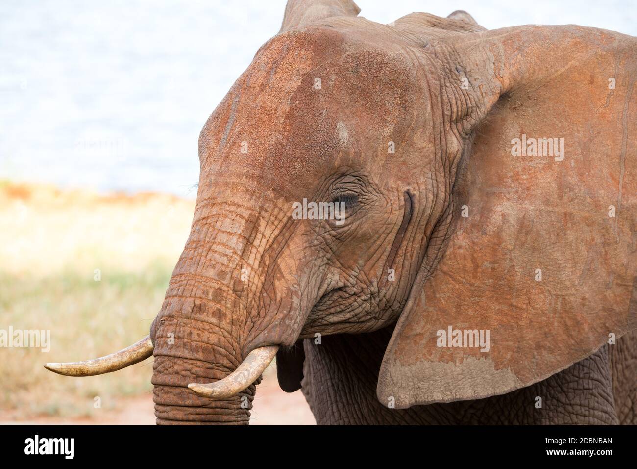 A face of a red elephant taken up close Stock Photo - Alamy
