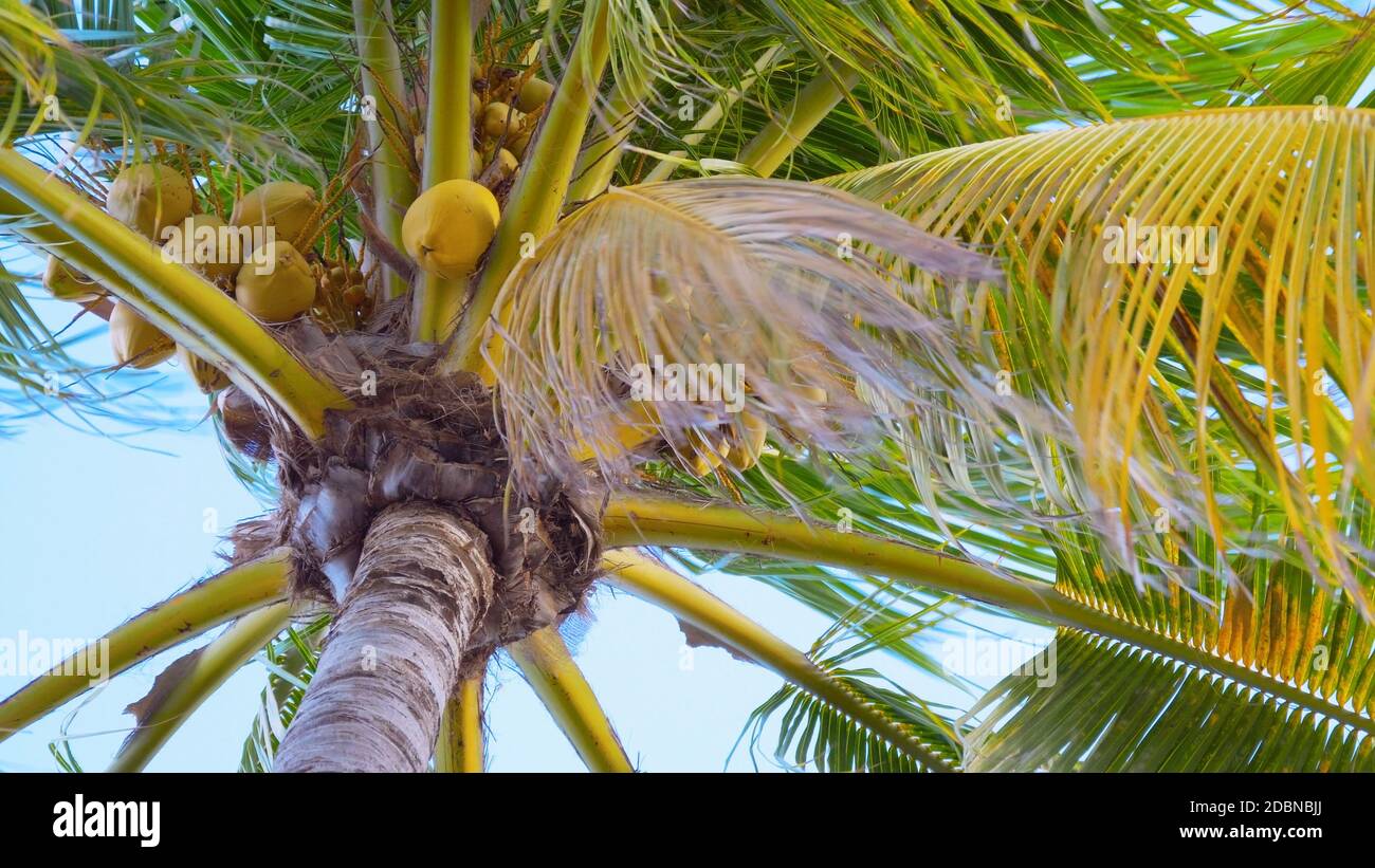 Palm tree with ripe coconuts sways in the wind, close-up view from the ...