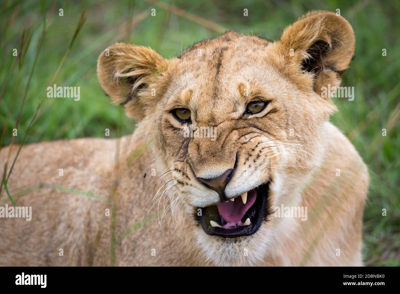 A face of a young lioness in close-up Stock Photo - Alamy