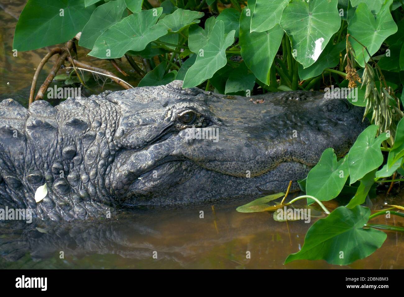 Large menacing American alligator. Alligator close up portrait ...