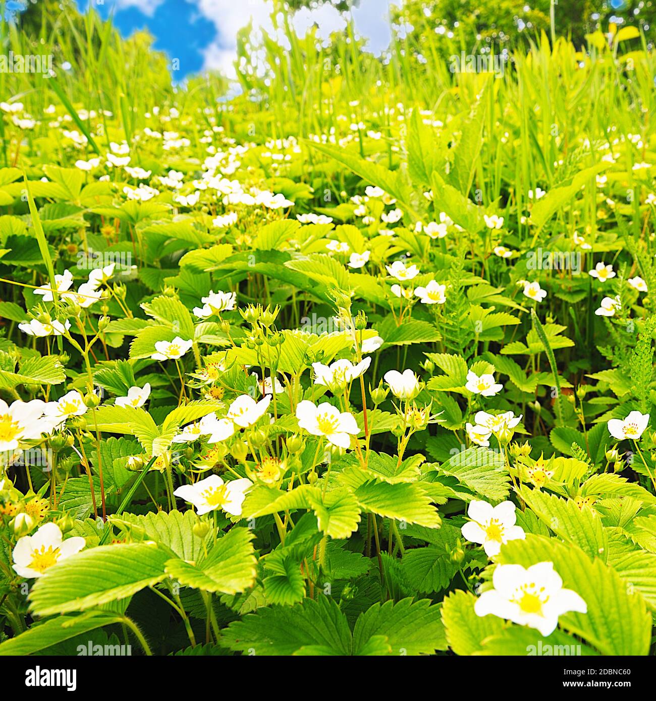 A large meadow with flowering strawberries against a blue sky with ...