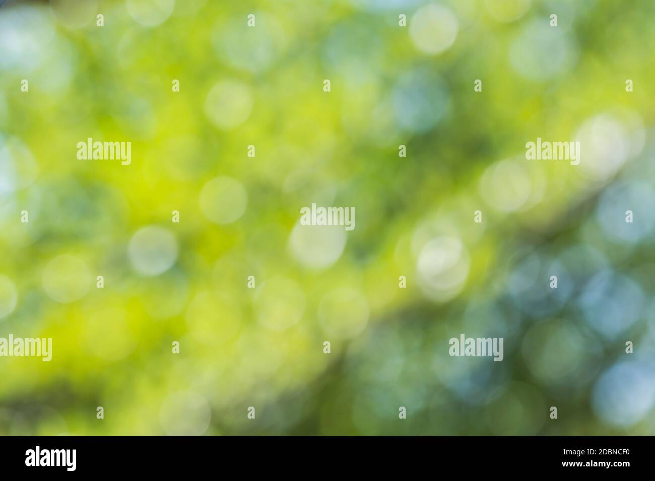 Abstract bokeh and blurred colorful nature background model is used to ...
