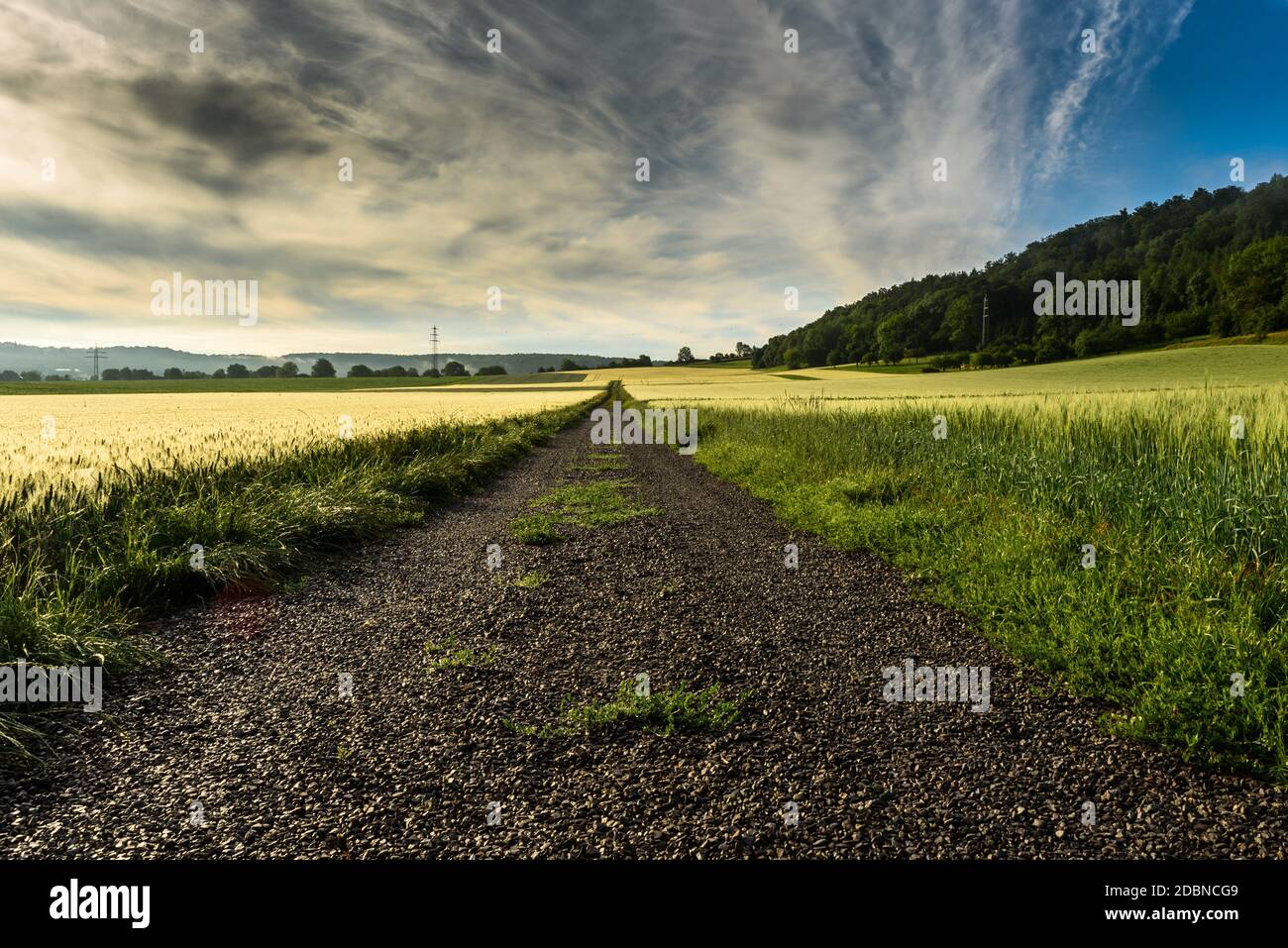 Agricultural Landscape with Gravel Path and Cornfields Stock Photo - Alamy