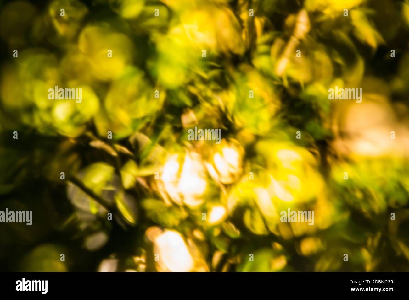 Diffusely hi-res stock photography and images - Alamy