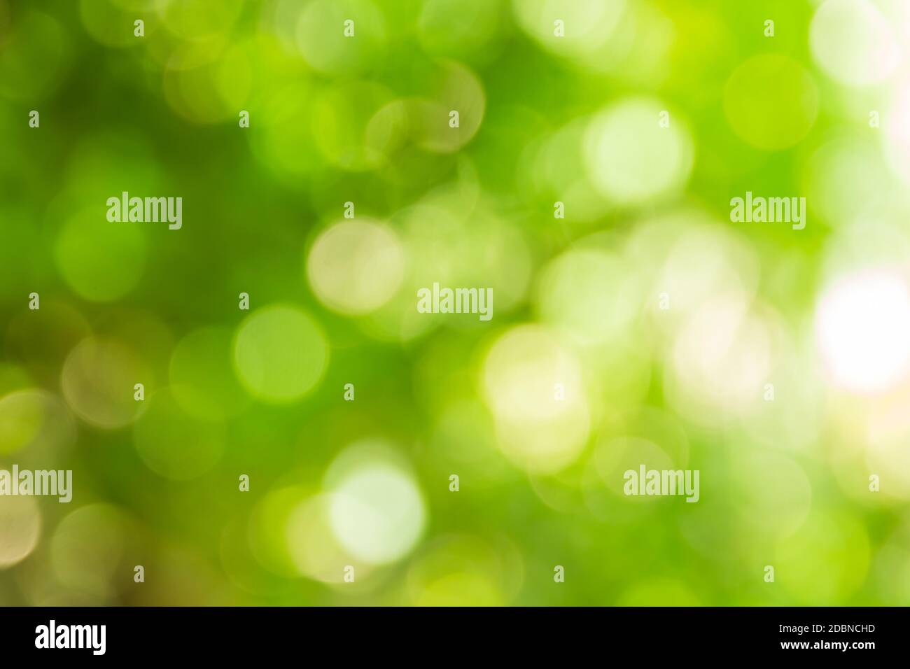 Abstract bokeh and blurred green nature background model is used to ...