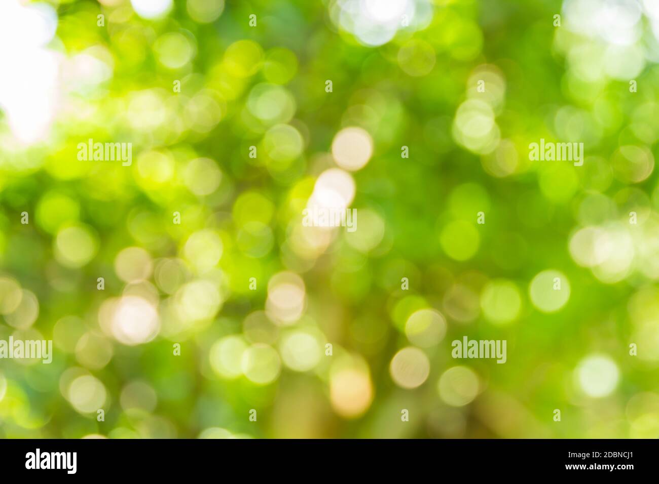 Abstract bokeh and blurred green nature background model is used to ...