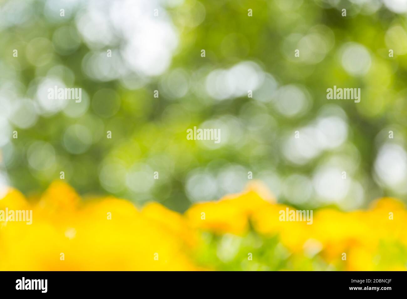 Abstract bokeh and blurred colorful nature background model is used to ...