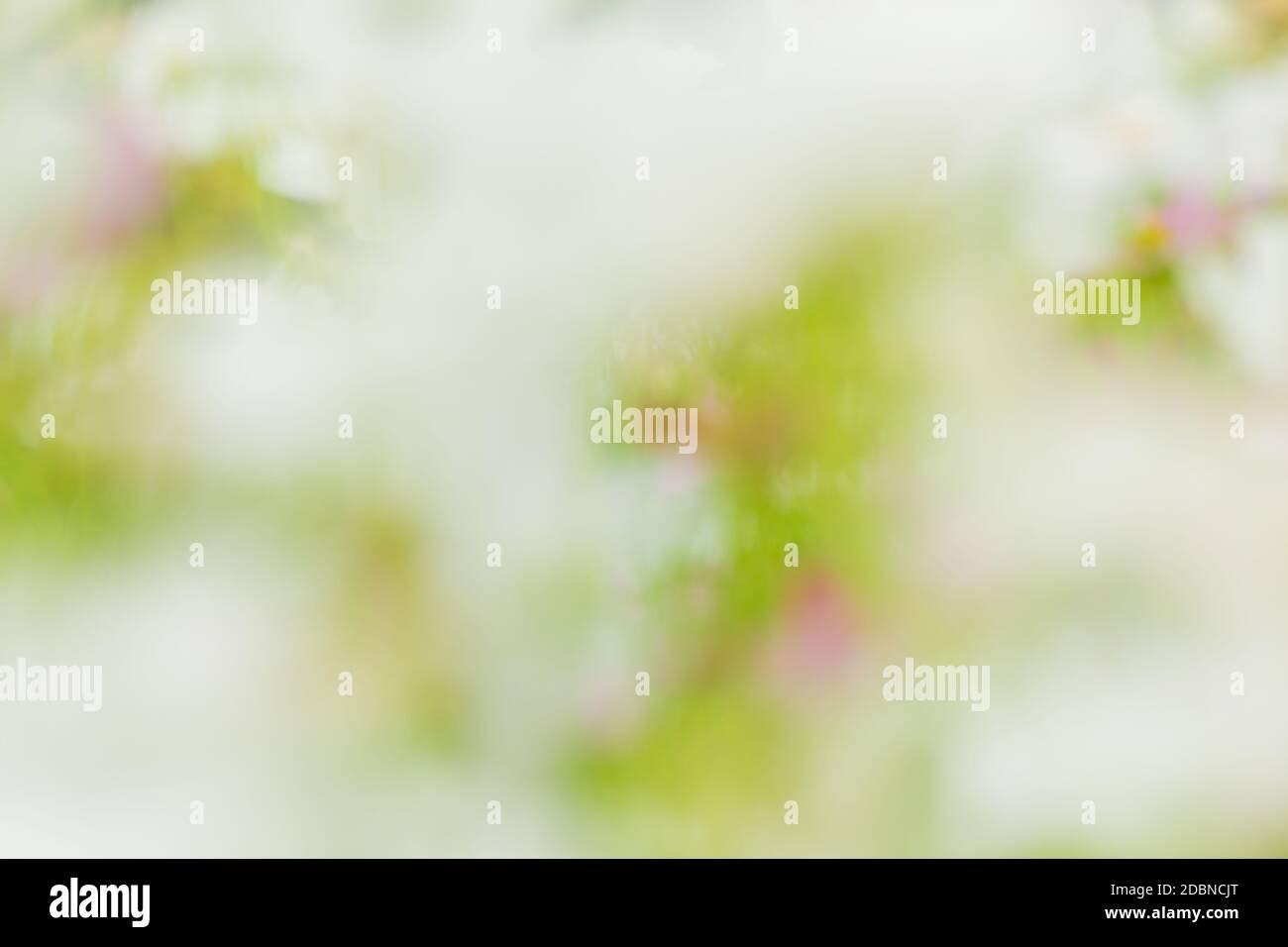 Abstract bokeh and blurred colorful nature background model is used to ...