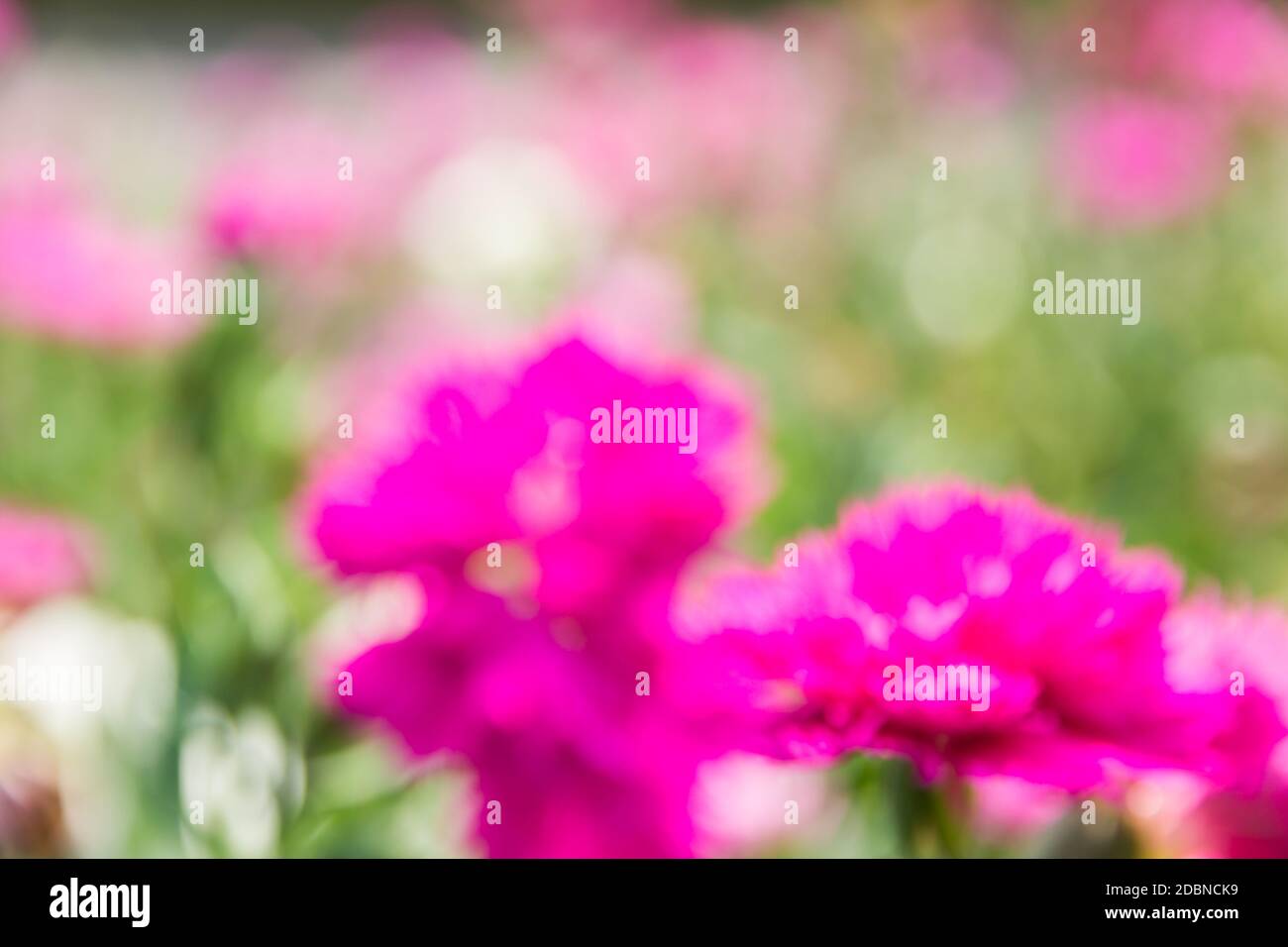 Abstract bokeh and blurred colorful nature background model is used to ...