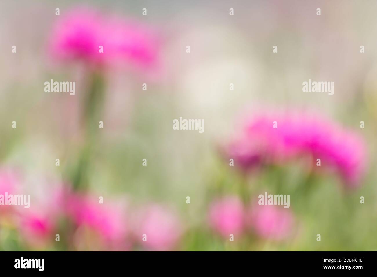 Abstract bokeh and blurred colorful nature background model is used to ...
