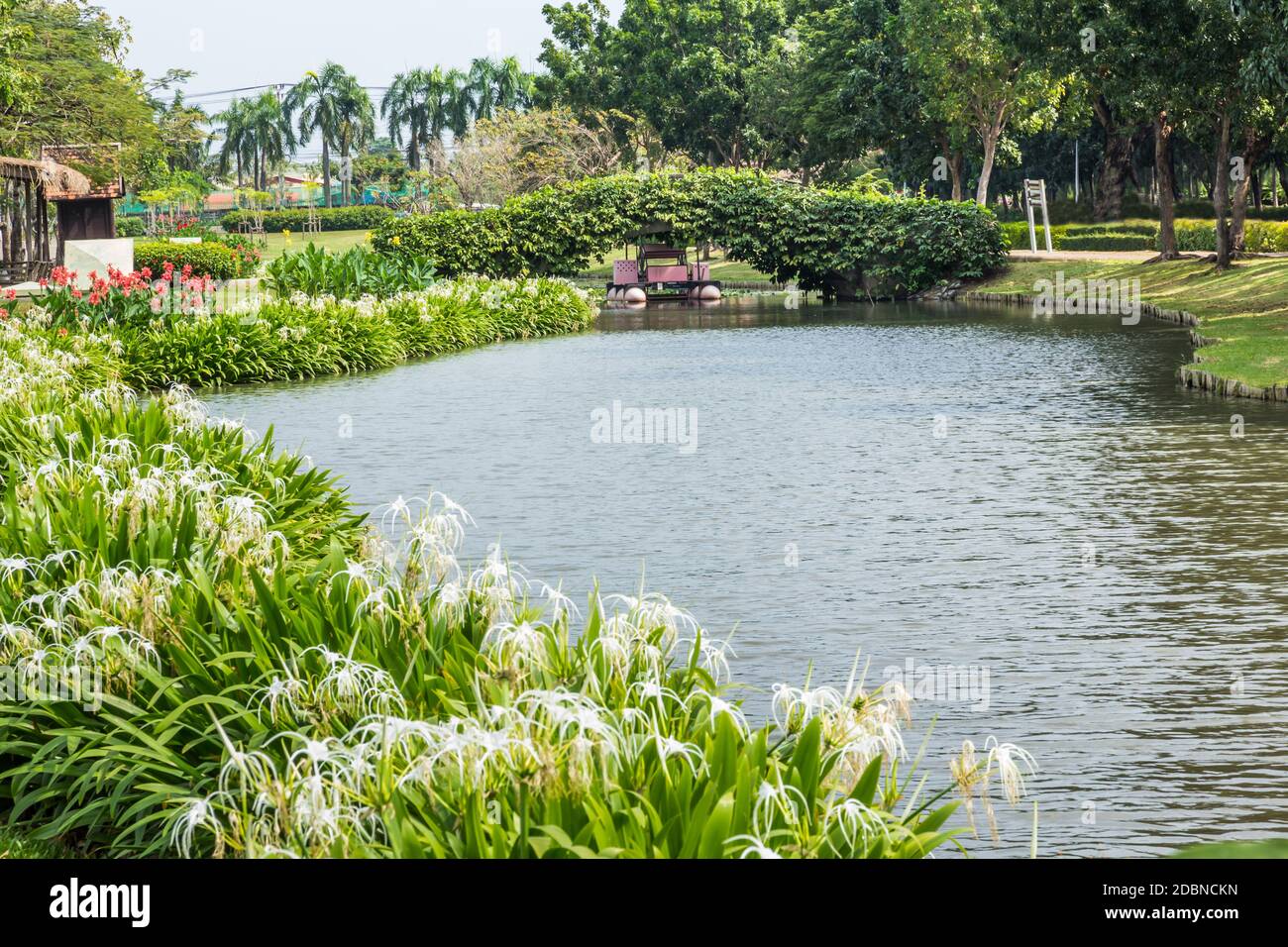 Park with trees and lawns, swimming pool, lotus leaves and flowers were ...
