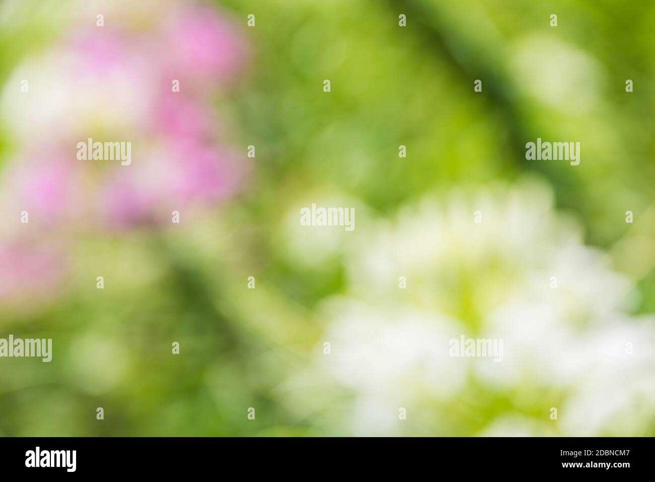 Abstract bokeh and blurred colorful nature background model is used to ...