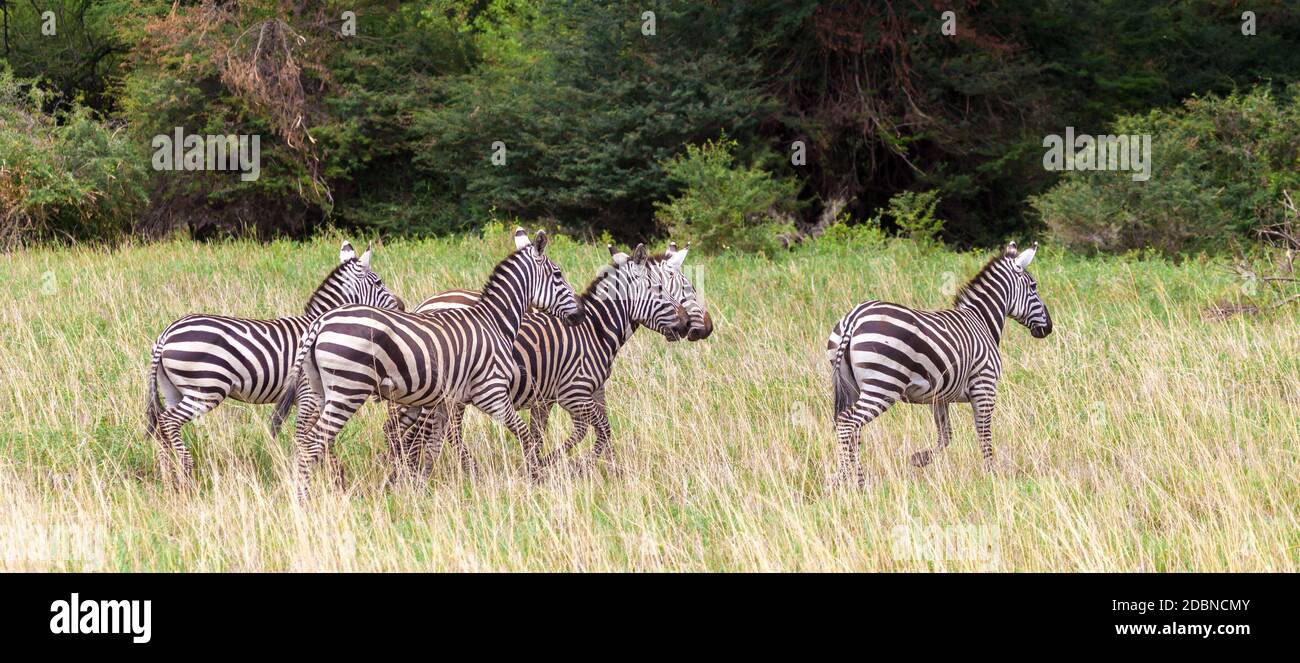 A lot of zebras run over the grassland in Kenya Stock Photo - Alamy