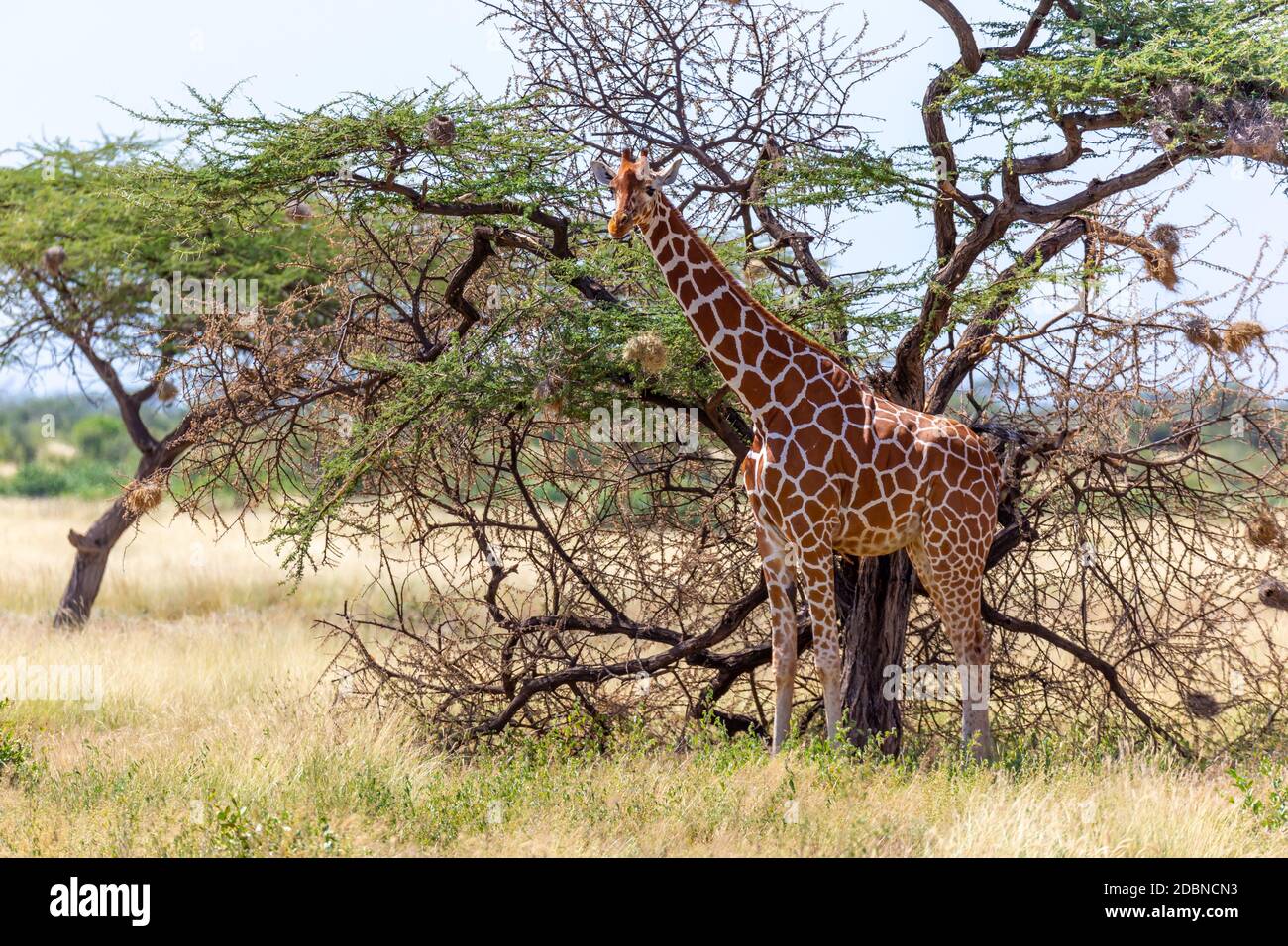 A Somalia giraffes eat the leaves of acacia trees Stock Photo - Alamy