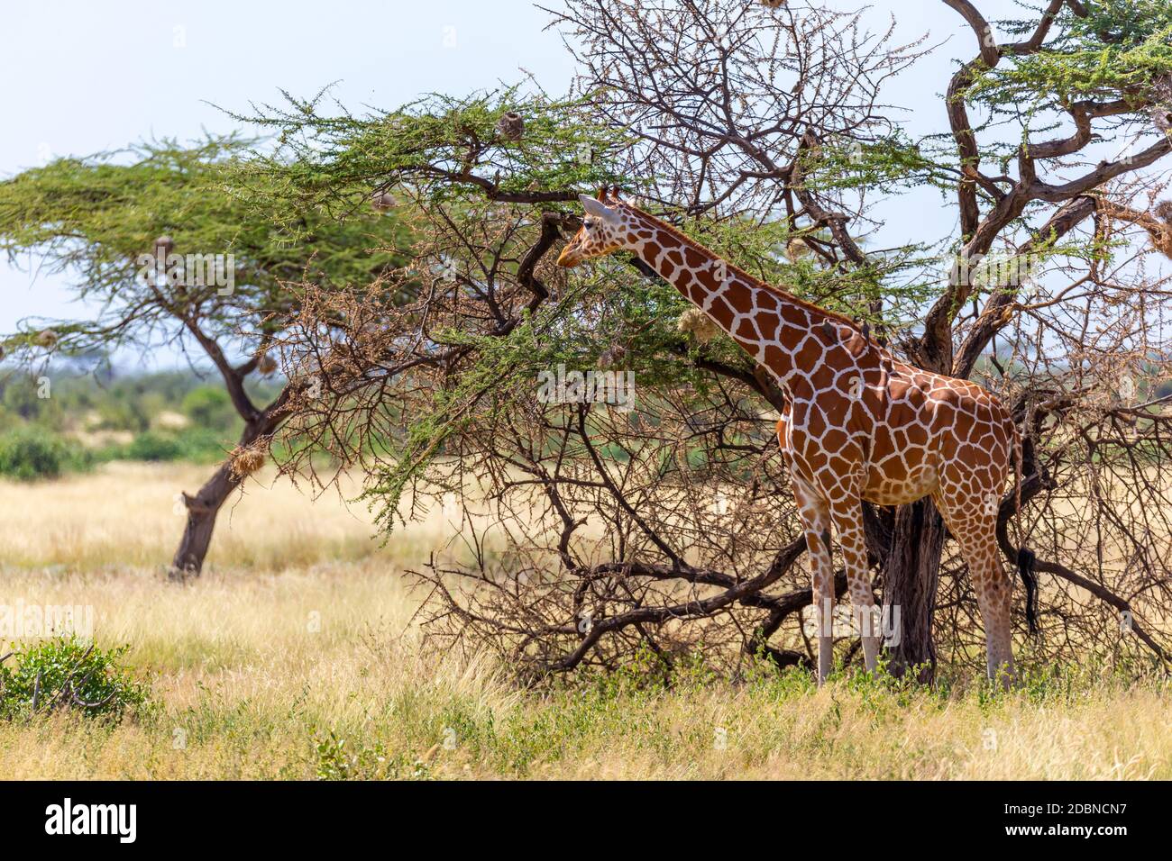 A Somalia giraffes eat the leaves of acacia trees Stock Photo - Alamy