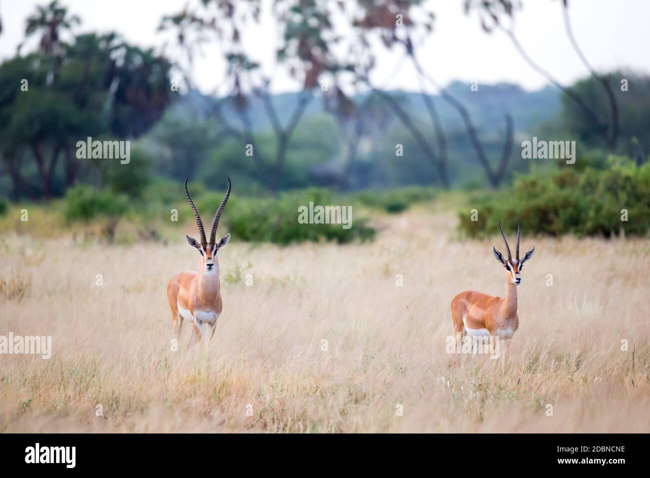 Kenyan antelopes hi-res stock photography and images - Alamy