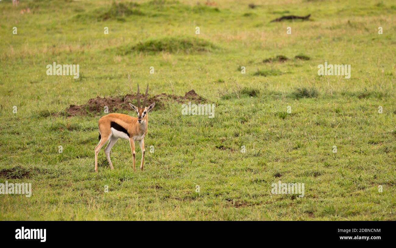 A Thomson's Gazelle in the grass landscape of the savannah in Kenya ...