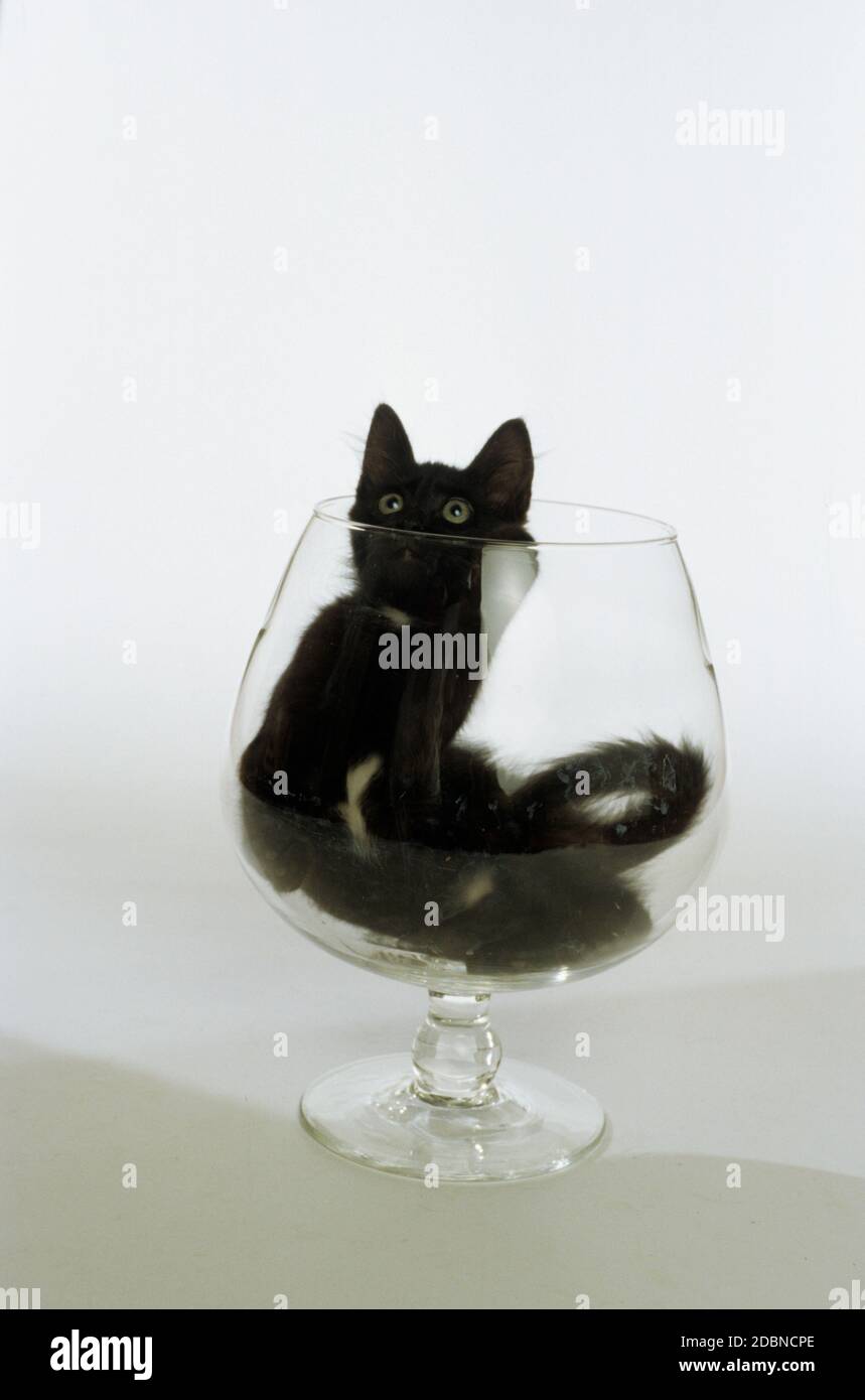 Cat in a glass Stock Photo - Alamy