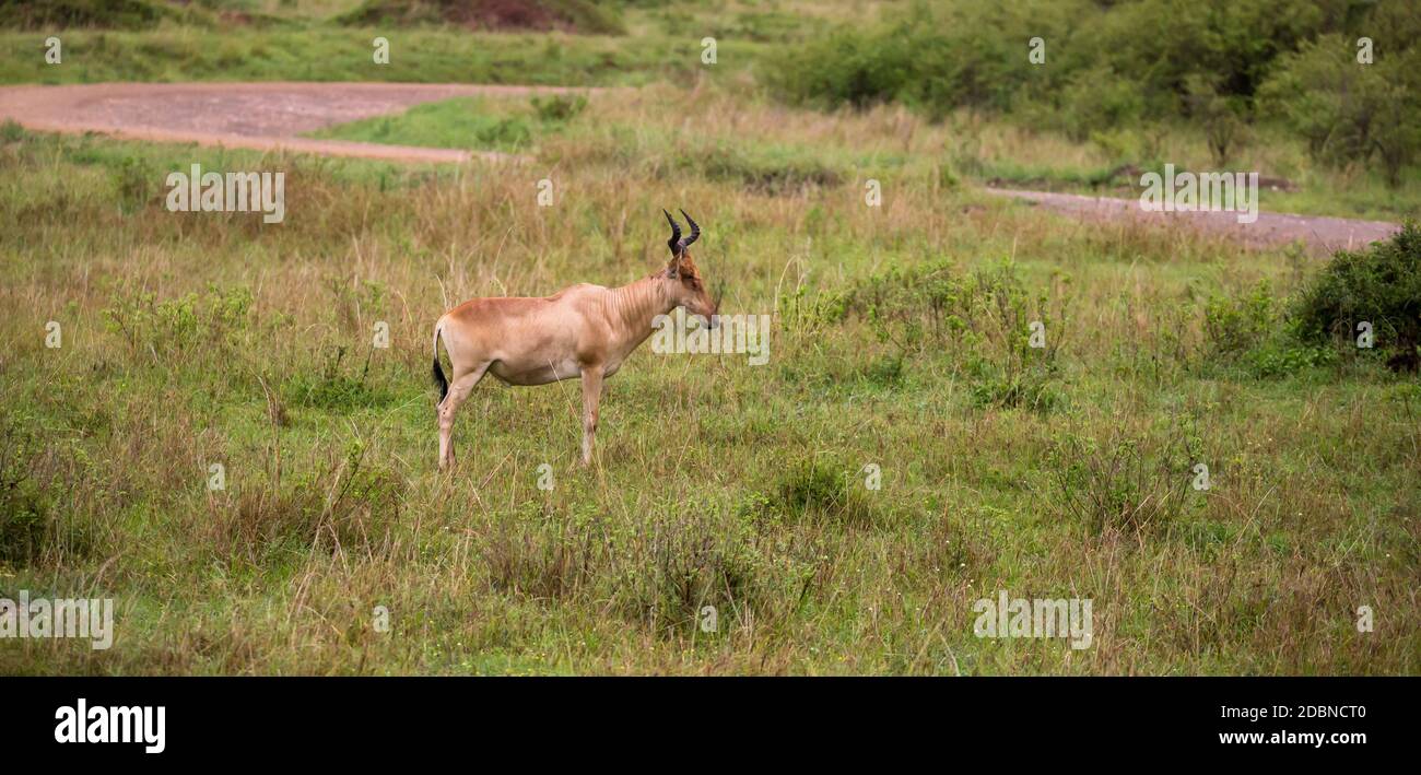 A Topi antelope in the grassland of Kenya's savannah Stock Photo - Alamy