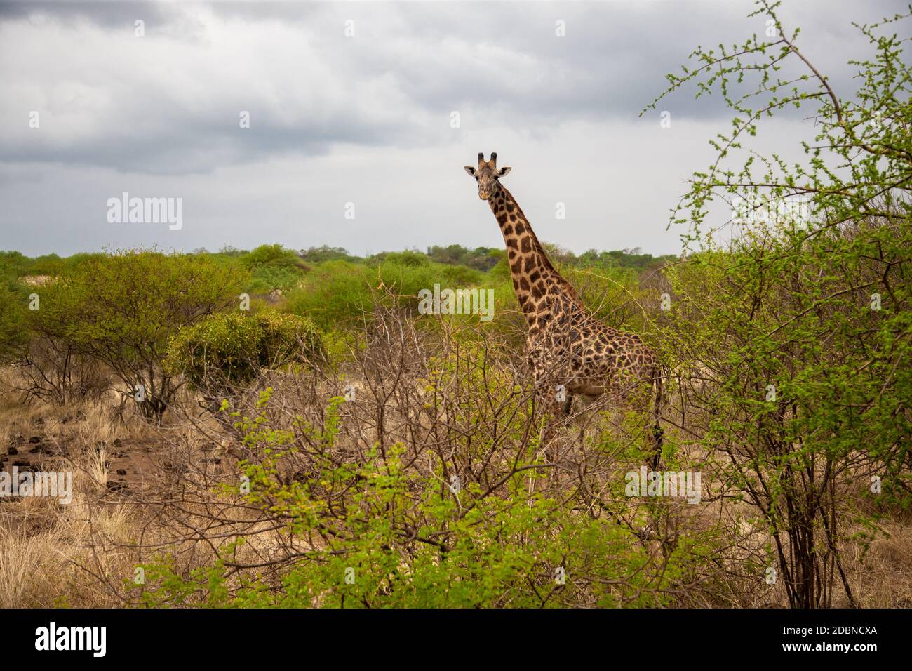 Giraffe watching you behind the bush Stock Photo - Alamy