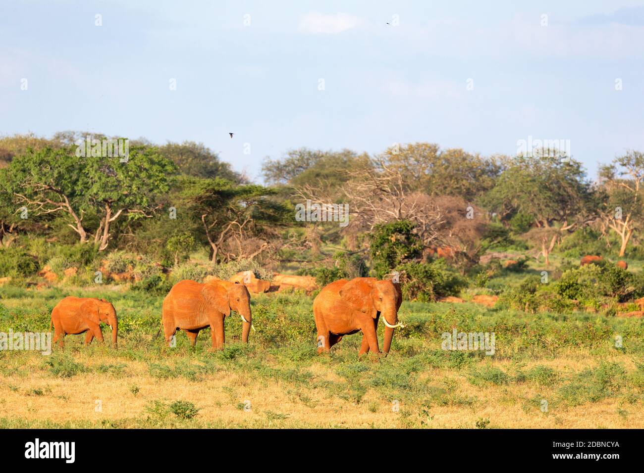 The large family of red elephants on their way through the Kenyan ...